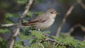 Emmaus Talk Outlines PDF? Snag Yours Here! (Plus Bonus Tips!)